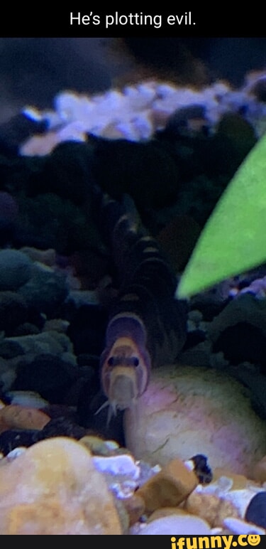 He's plotting evil. - iFunny