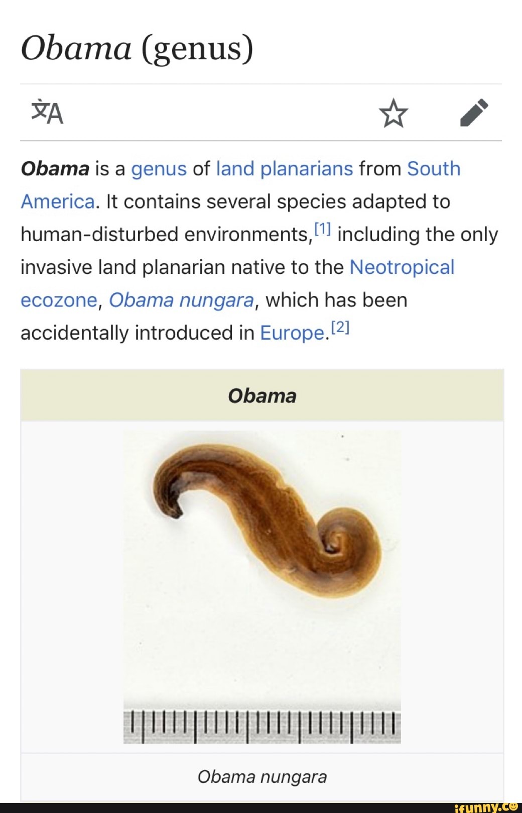 Obama (genus) Obama is a genus of land planarians from South America ...