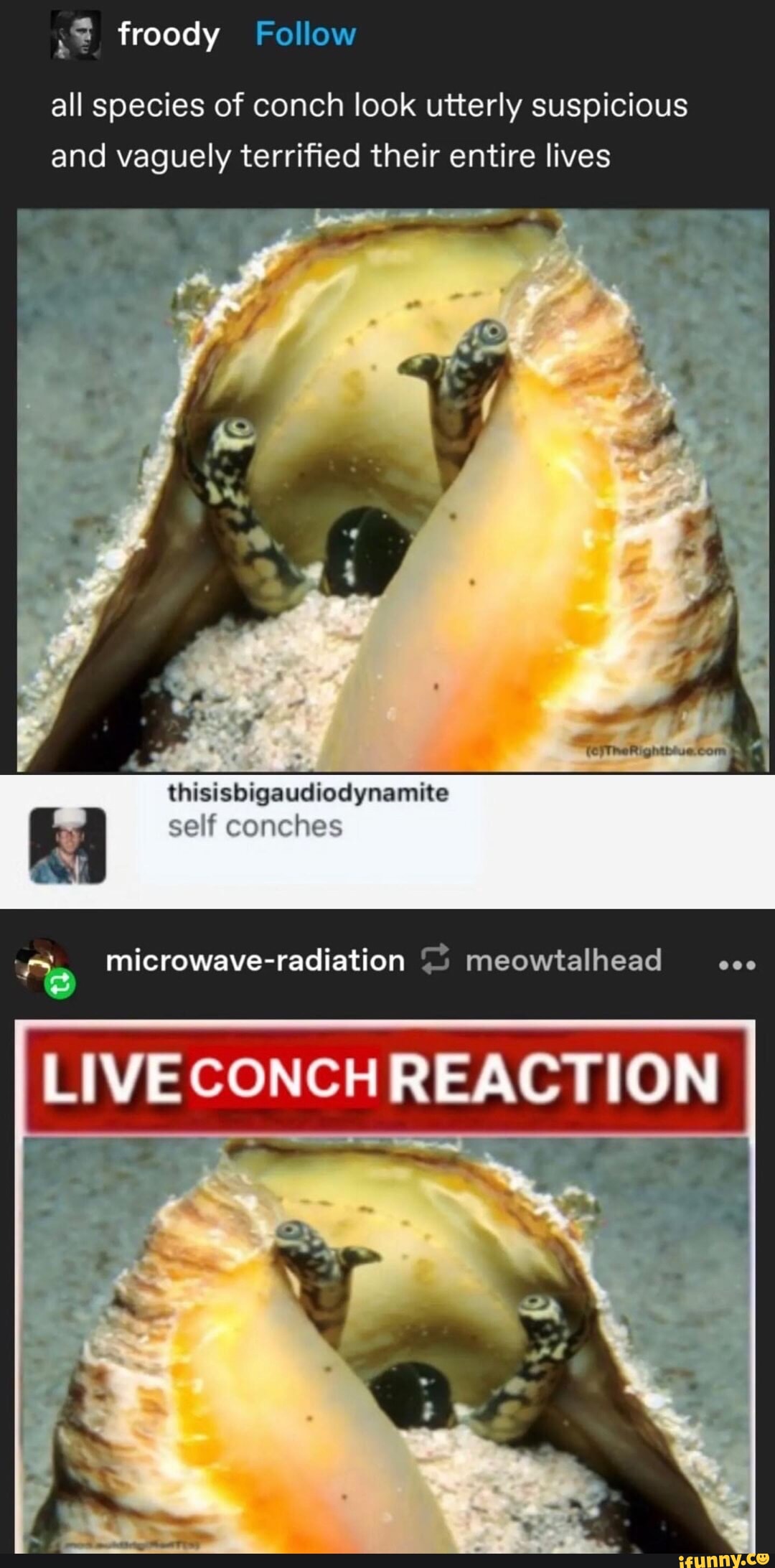 Conch memes. Best Collection of funny Conch pictures on iFunny