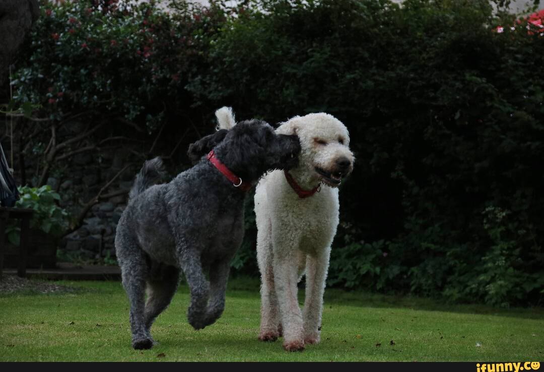Labradoodles memes. Best Collection of funny Labradoodles pictures on ...