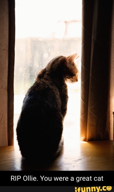 Ollie memes. Best Collection of funny Ollie pictures on iFunny