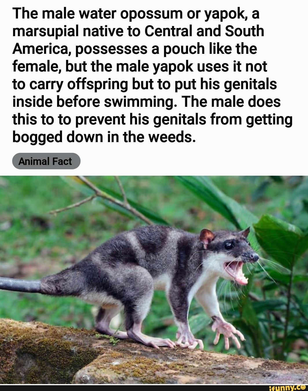 The male water opossum or yapok, a marsupial native to Central and ...