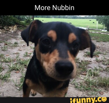 Nubbin memes. Best Collection of funny Nubbin pictures on iFunny