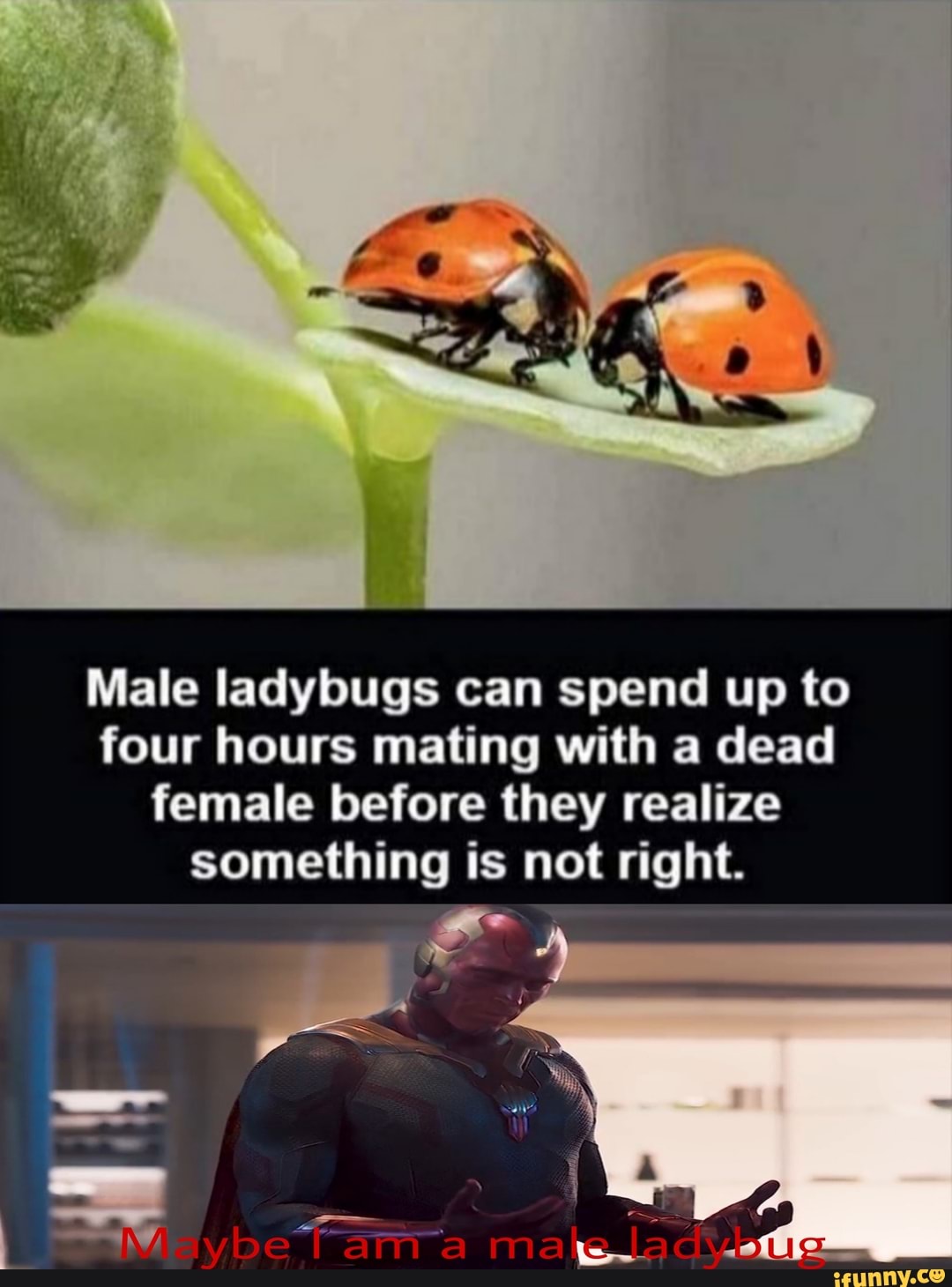 Male ladybugs can spend up to four hours mating with a dead female ...