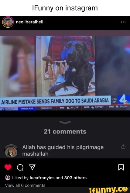 Funny on instagram neoliberalhell AIRLINE MISTAKE SENDS FAMILY DOG TO ...