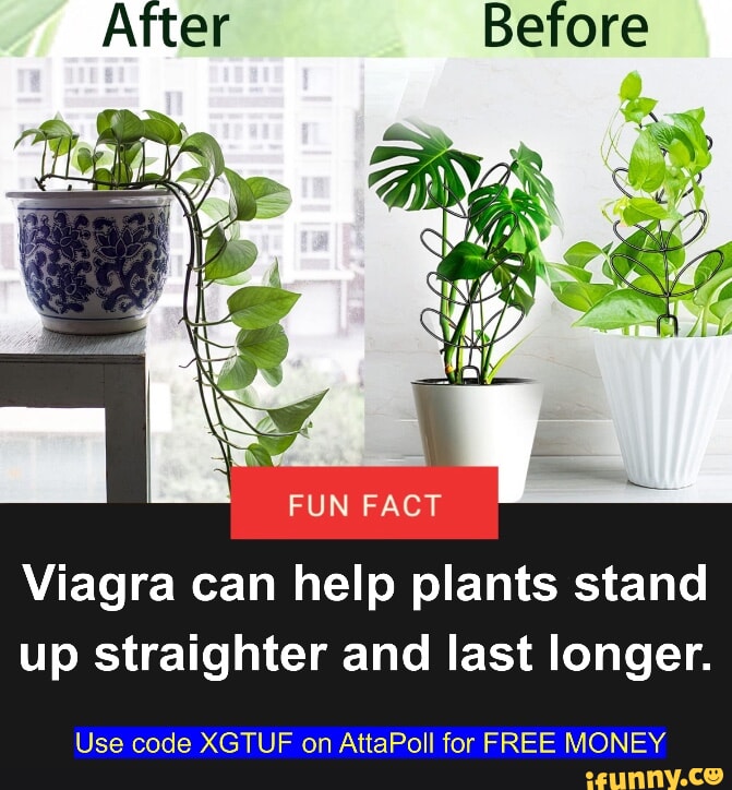 Viagra memes. Best Collection of funny Viagra pictures on iFunny