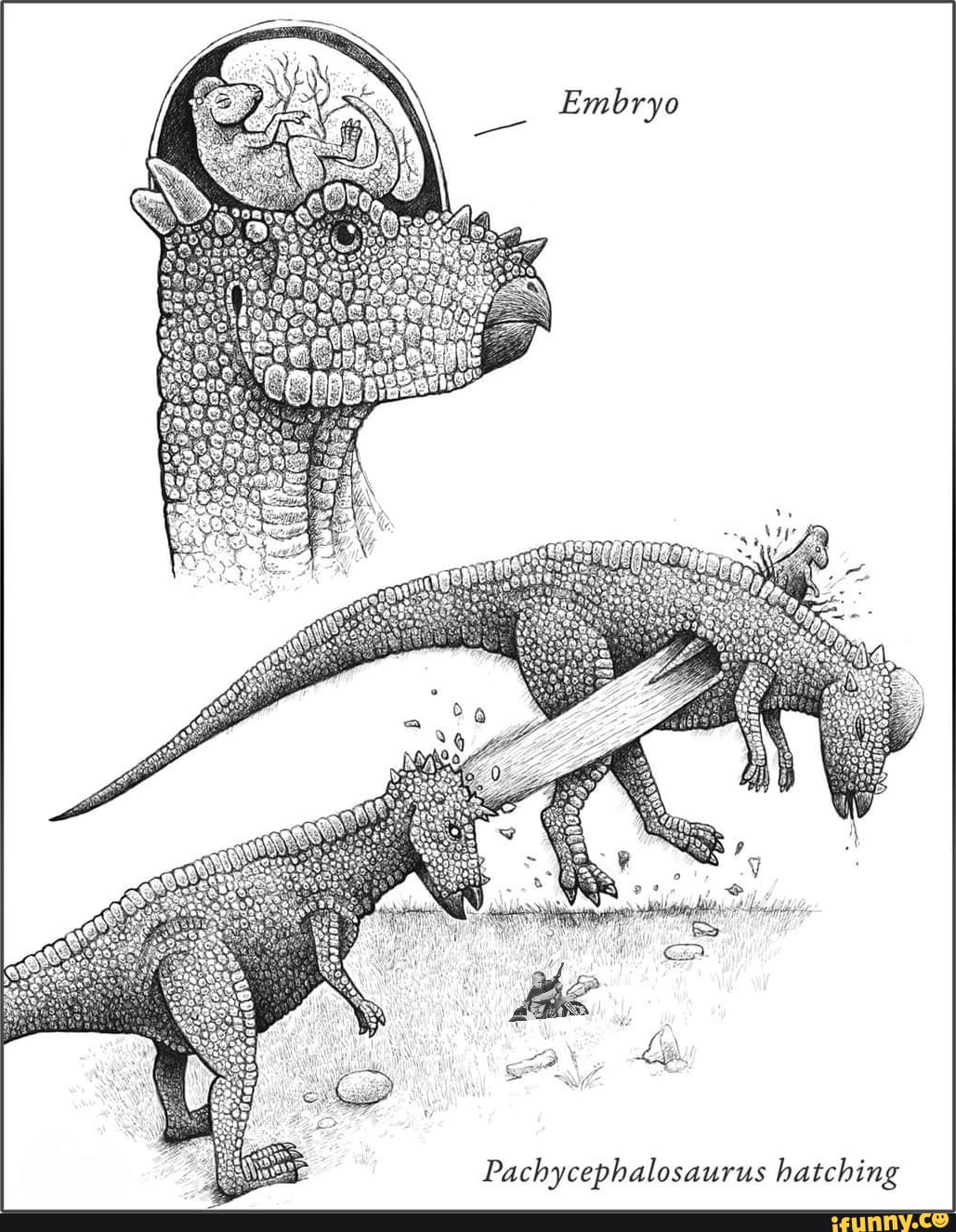 Pachycephalosaurus memes. Best Collection of funny Pachycephalosaurus ...