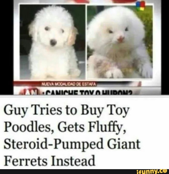 Be Tries to Buy Toy Poodles, Gets Fluffy, Steroid-Pumped Giant Ferrets ...