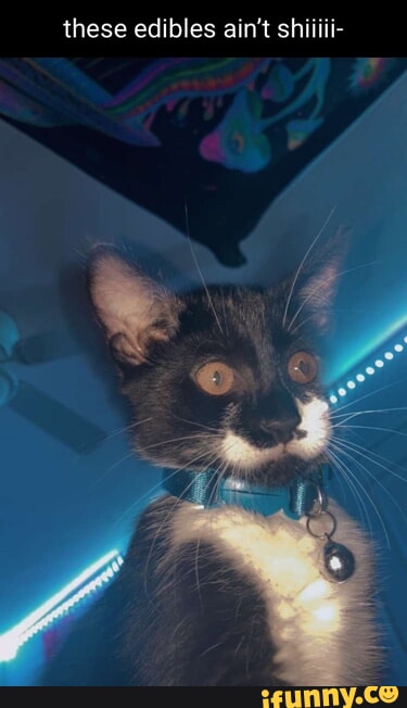 Shiiiii memes. Best Collection of funny Shiiiii pictures on iFunny