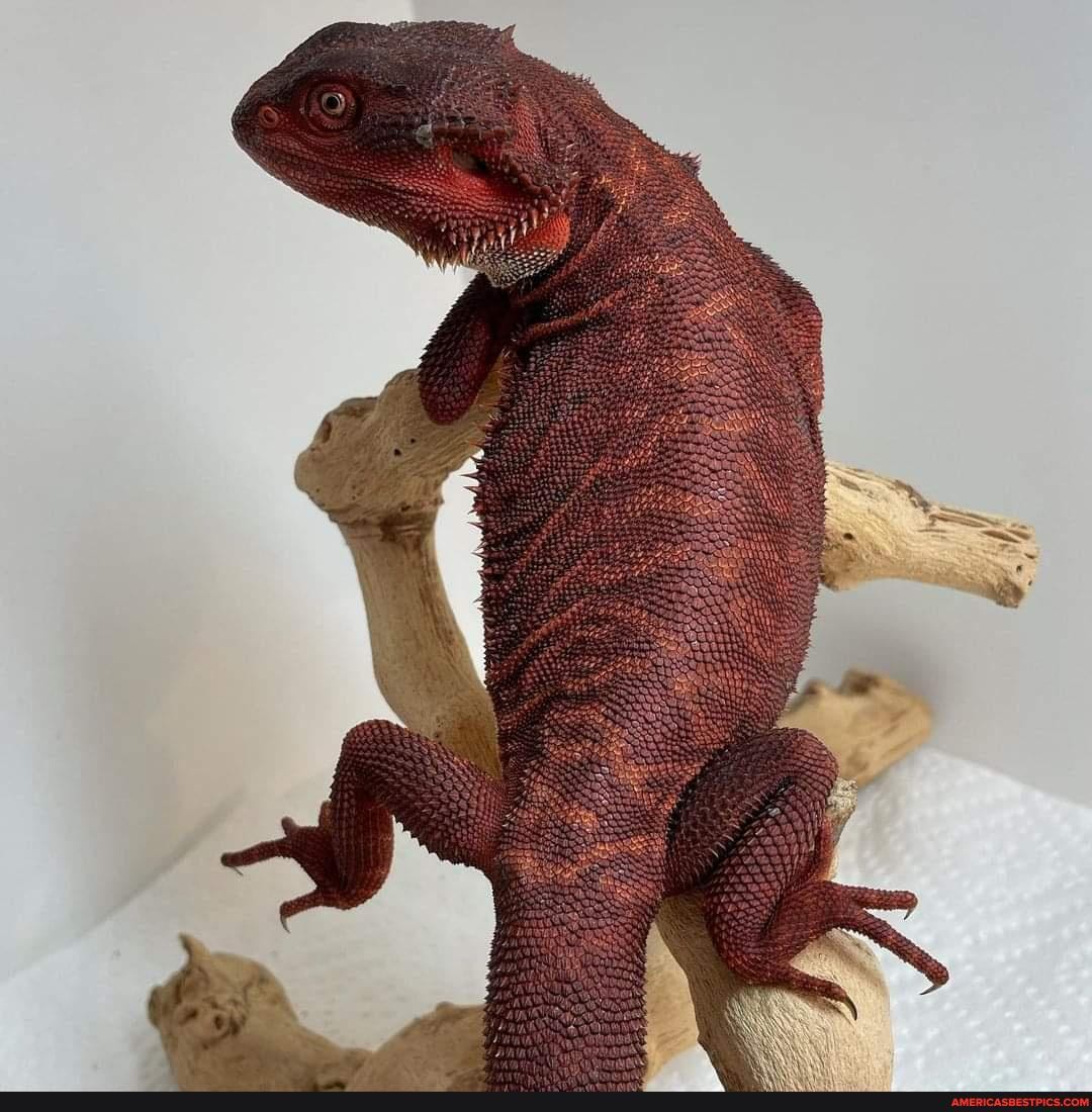 Beautiful real dark red bearded dragon - America’s best pics and videos