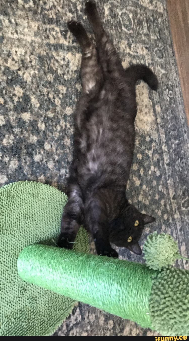 LifeOfJoJo: Prickly Cat Scratcher for a Prickly cat ? - iFunny