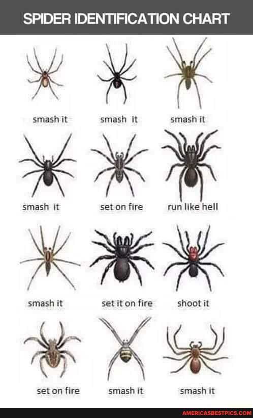 Yes! Finally an accurate chart! - SPIDER IDENTIFICATION CHART smash it ...