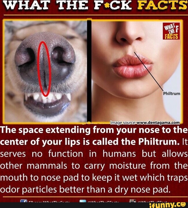 WHAT THE FeCK FACTS Philtrum The space extending from your nose to the ...