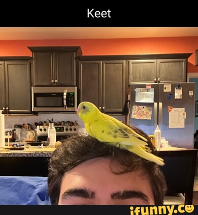 Parakeet memes. Best Collection of funny Parakeet pictures on iFunny