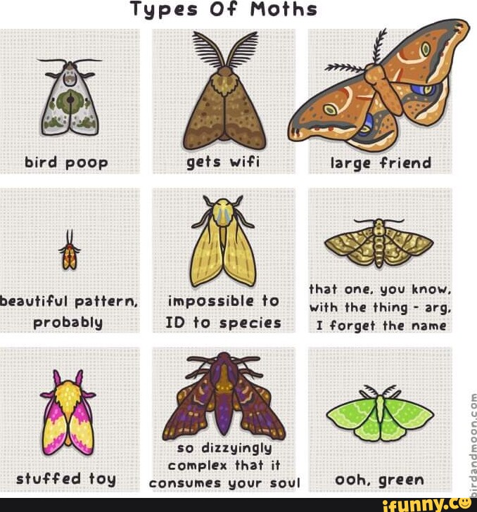 Types Of Moths bird poop gets wifi large friend ip that one, you know ...