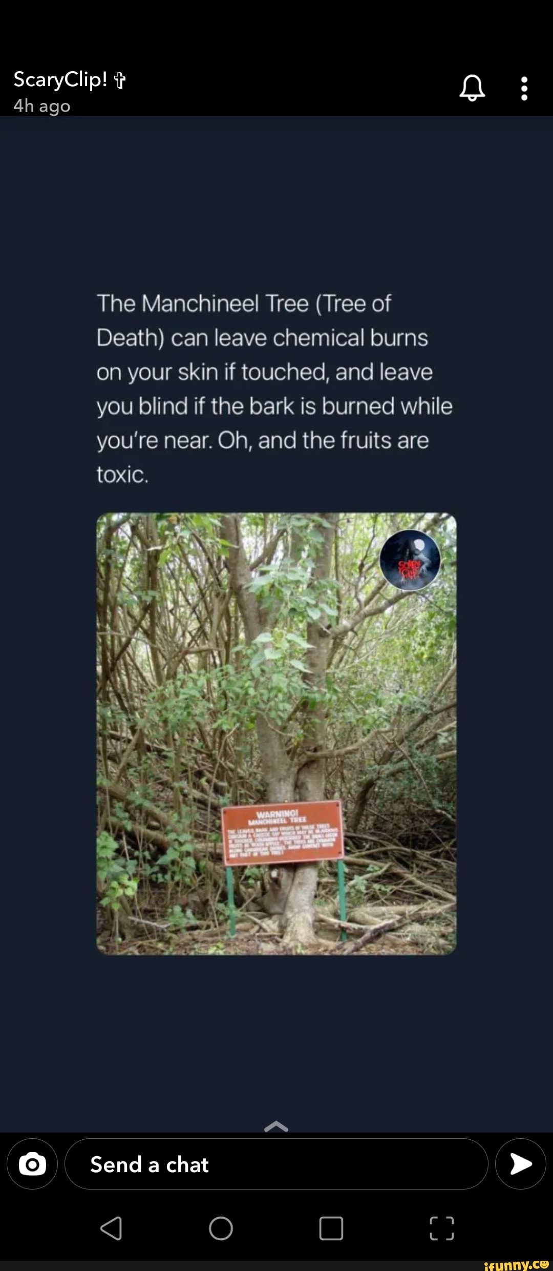 ScaryClip! ago The Manchineel Tree (Tree of Death) can leave chemical ...