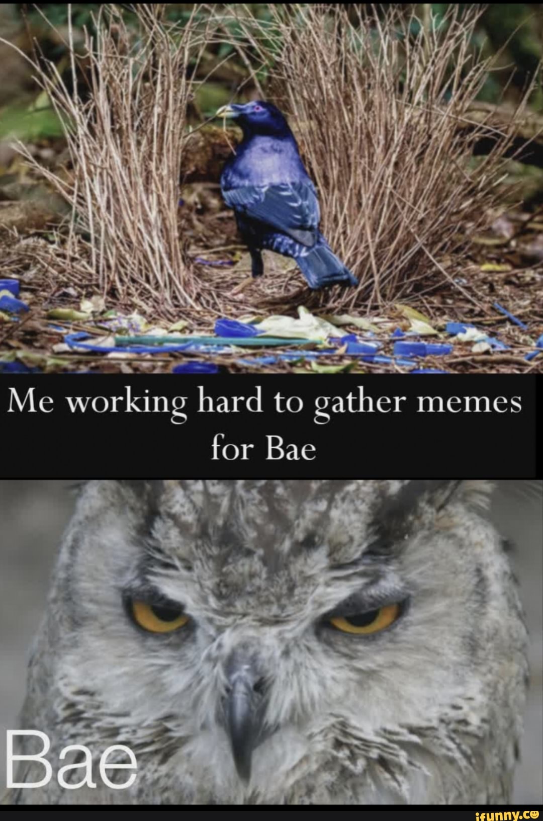We / Me working hard to gather memes for Bae Bae - iFunny