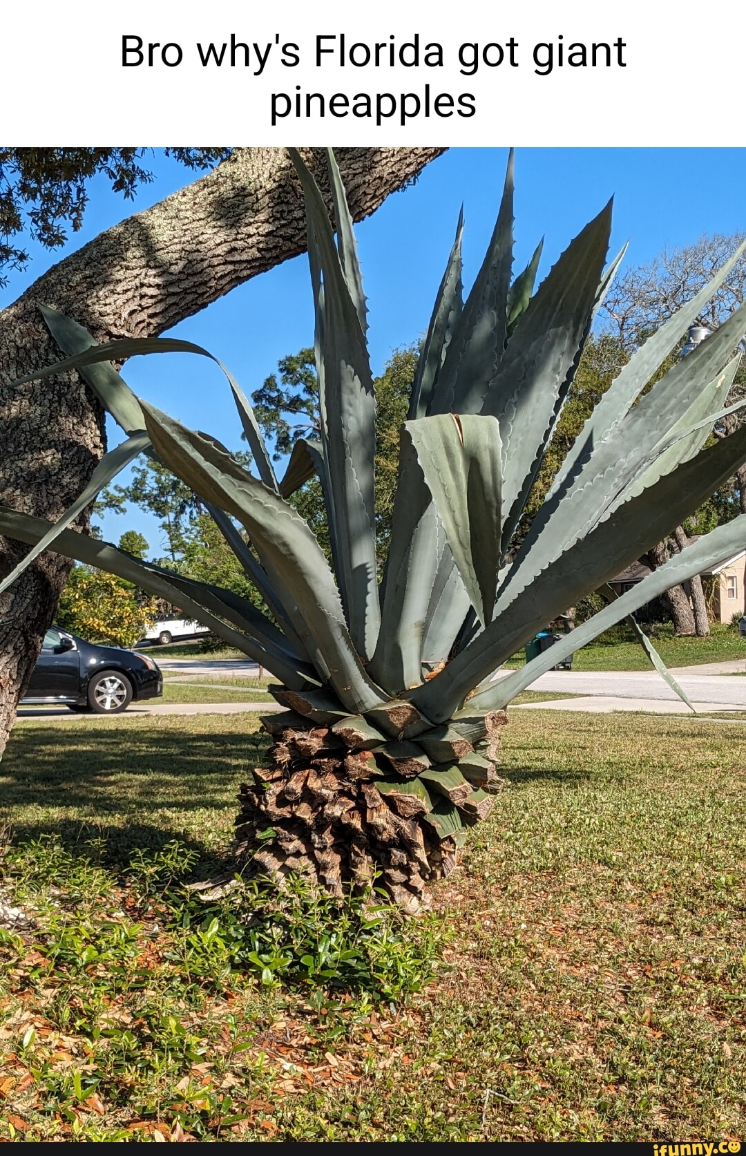 Pinapple memes. Best Collection of funny Pinapple pictures on iFunny