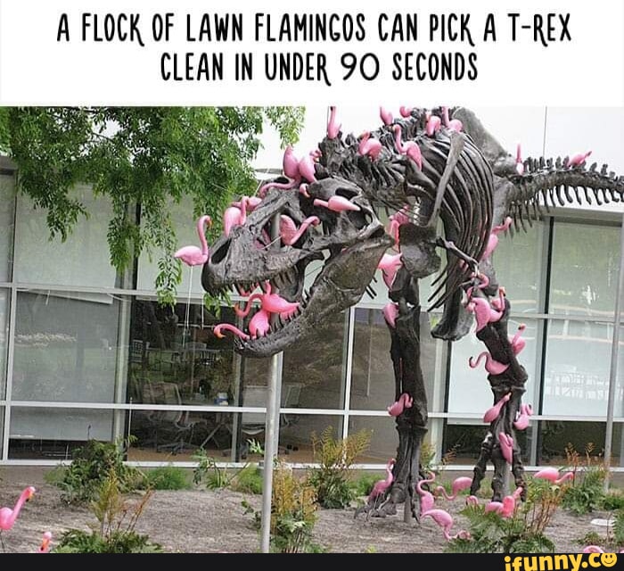 A FLOCK OF LAWN FLAMINCOS CAN PICK A T-REX CLEAN IN UNDER SECONDS - iFunny
