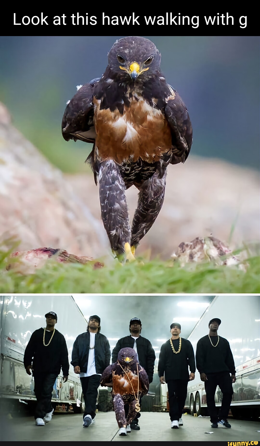 Look at this hawk walking with g - iFunny
