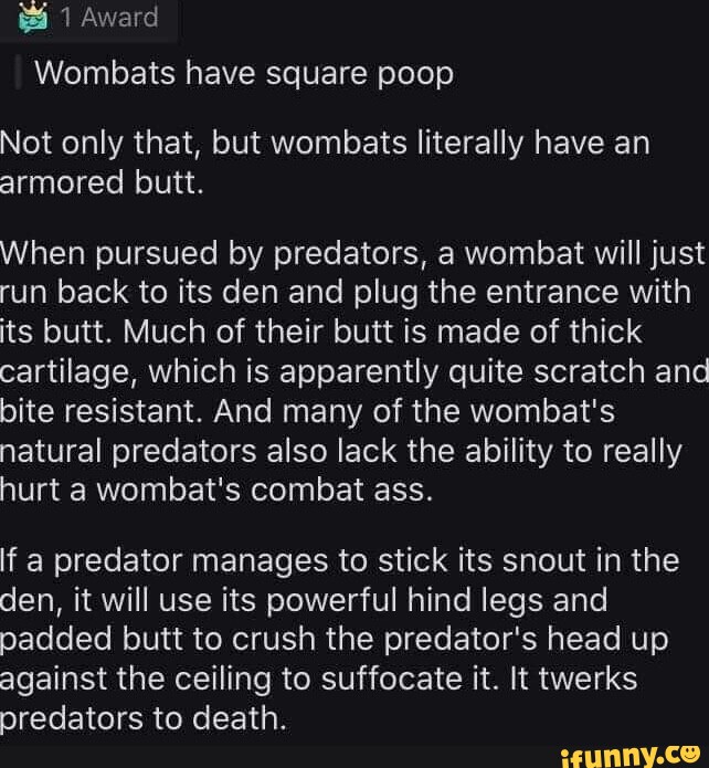 Wombat memes. Best Collection of funny Wombat pictures on iFunny