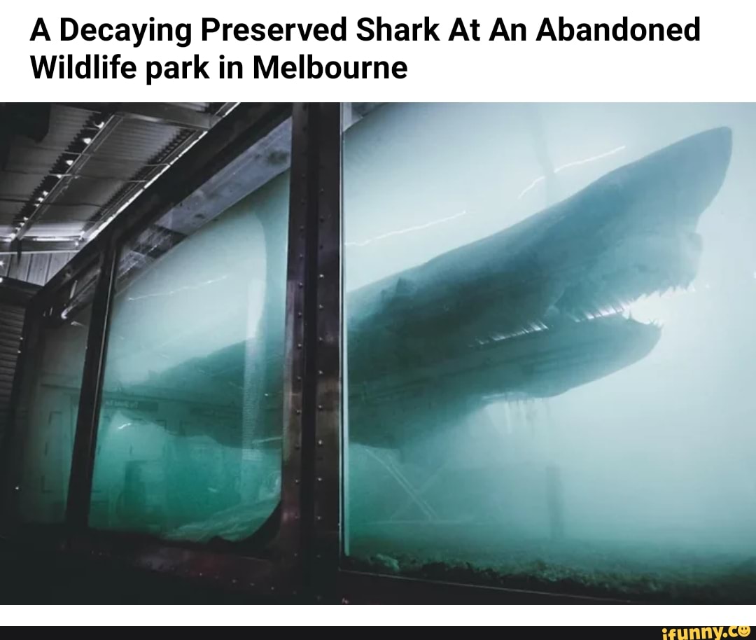 D AnimeVibe Lite Naruto (Dub) - )