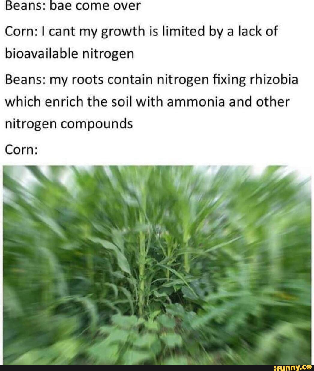 Ammonia memes. Best Collection of funny Ammonia pictures on iFunny