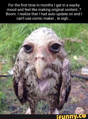 Gloomer memes. Best Collection of funny Gloomer pictures on iFunny