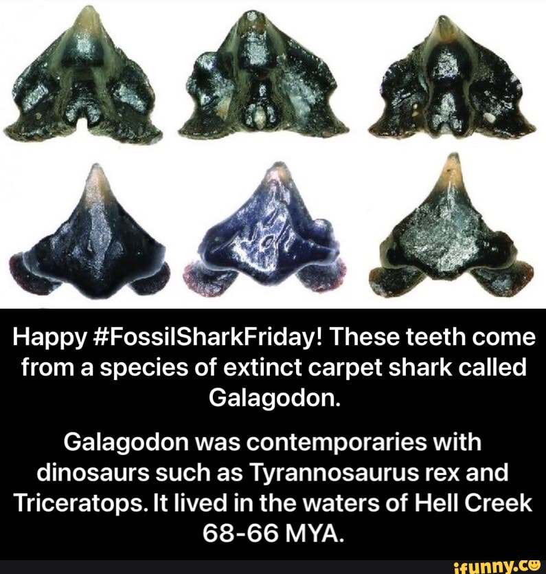 Galagodon memes. Best Collection of funny Galagodon pictures on iFunny