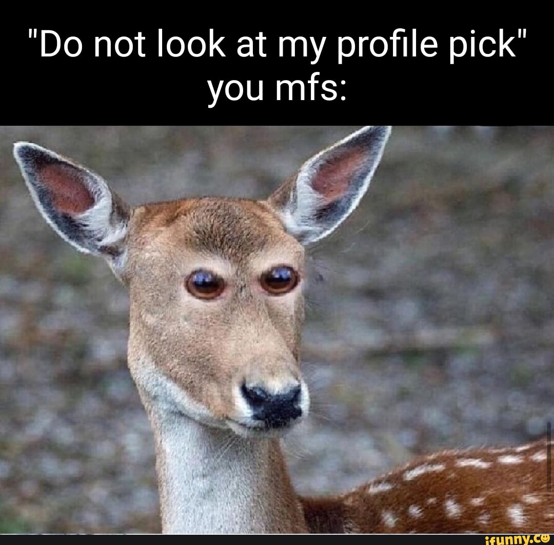 "Do not look at my profile pick" you mfs: - iFunny