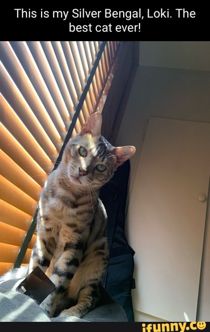 Loki memes. Best Collection of funny Loki pictures on iFunny