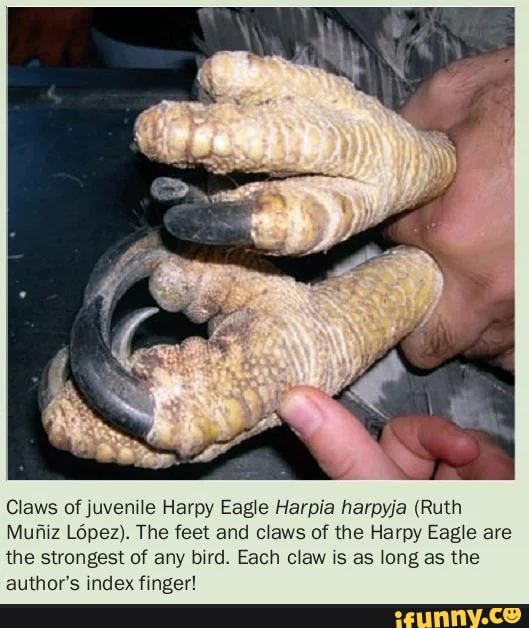 Harpia memes. Best Collection of funny Harpia pictures on iFunny