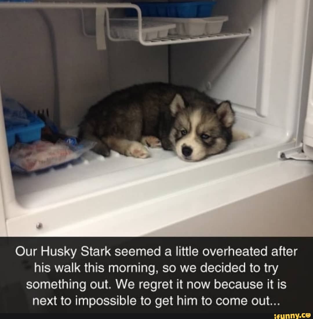 Good Morning Husky