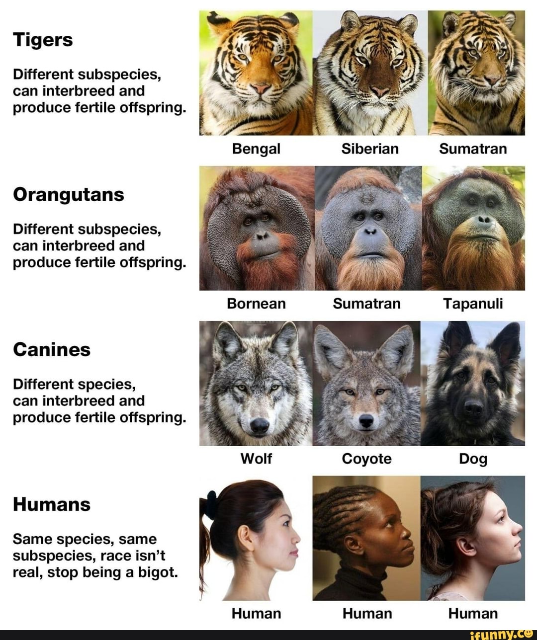 Tigers Different subspecies, can interbreed and produce fertile ...