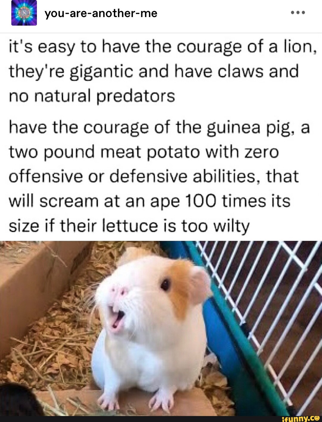 It's easy to have the courage of a lion, they're gigantic and have ...