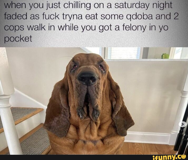 Qdoba memes. Best Collection of funny Qdoba pictures on iFunny