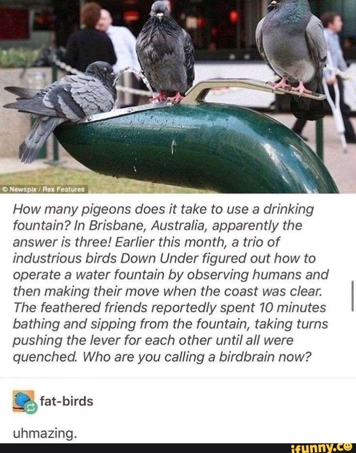 When you pspspspsps into the void, sometimes it pspspspspsps's back. - iFunny