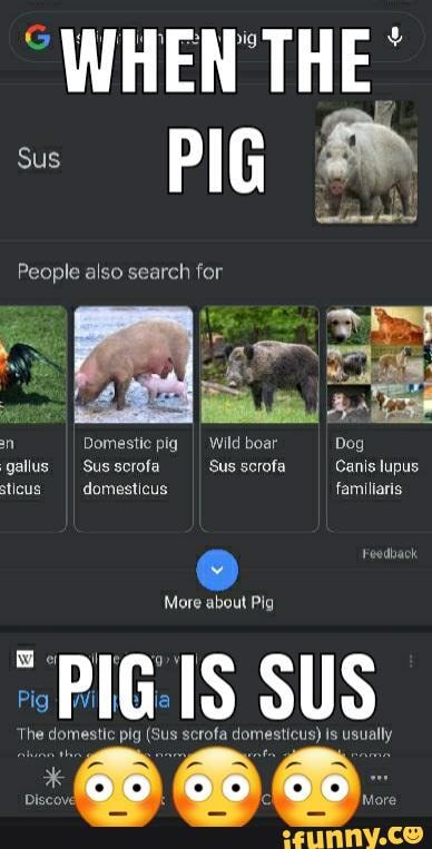 Gallus memes. Best Collection of funny Gallus pictures on iFunny