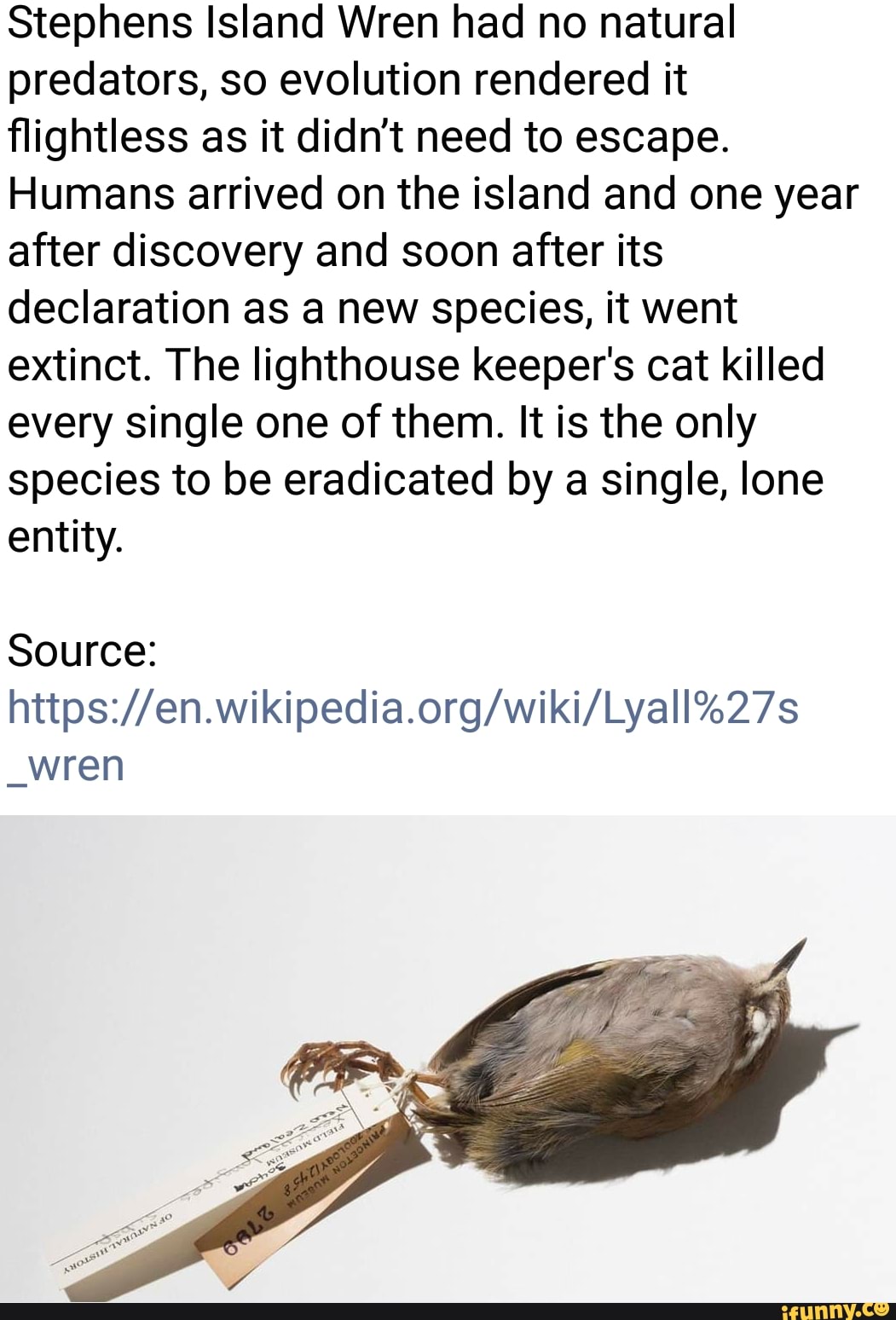 Stephens Island Wren had no natural predators, so evolution rendered it ...