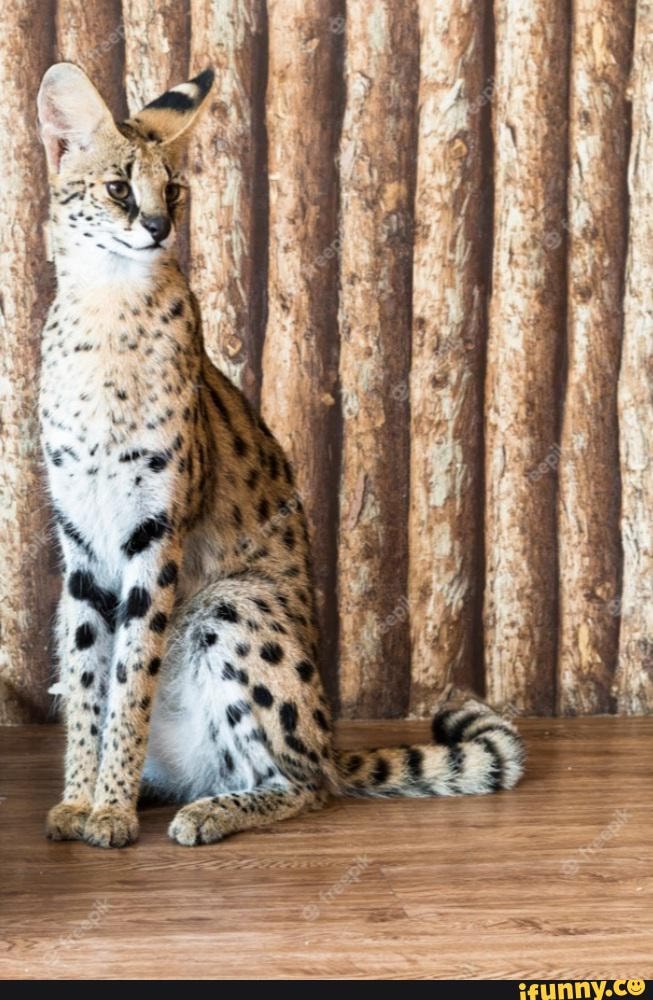 Margay memes. Best Collection of funny Margay pictures on iFunny