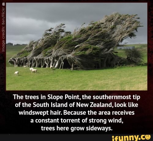 The trees in Slope Point, the southernmost tip of the South Island of ...