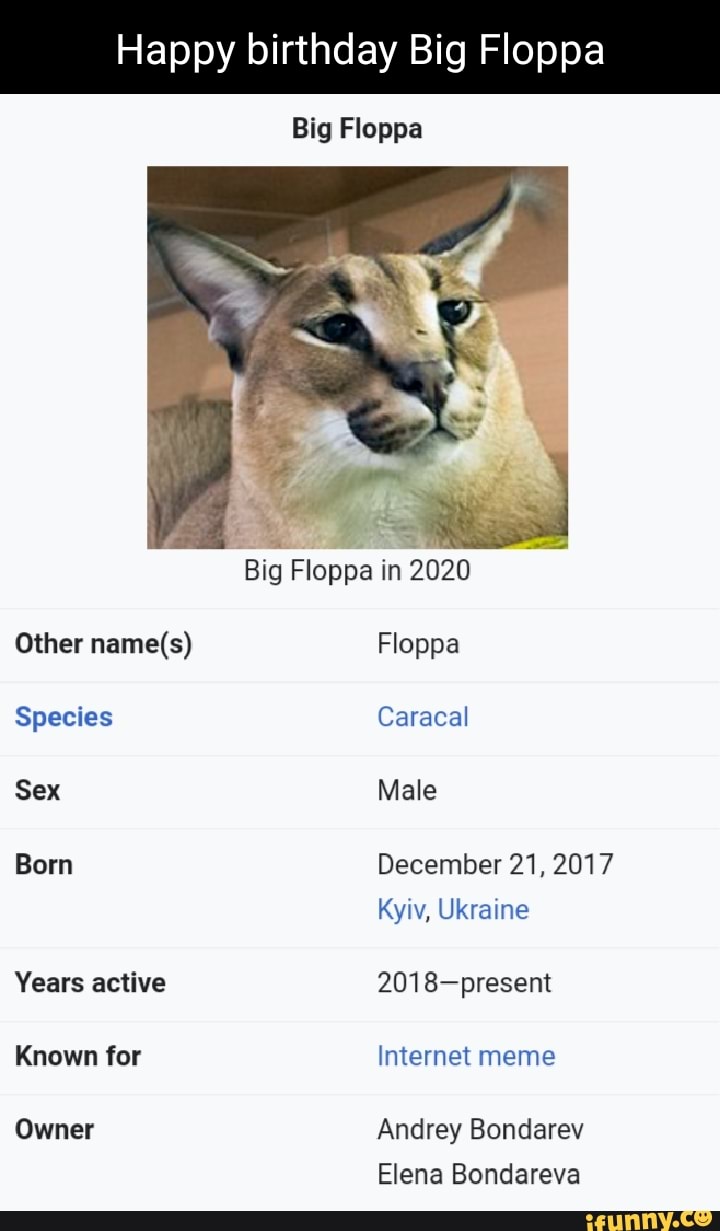 Happy birthday Big Floppa Big Floppa Big Floppa in 2020 Other Floppa ...