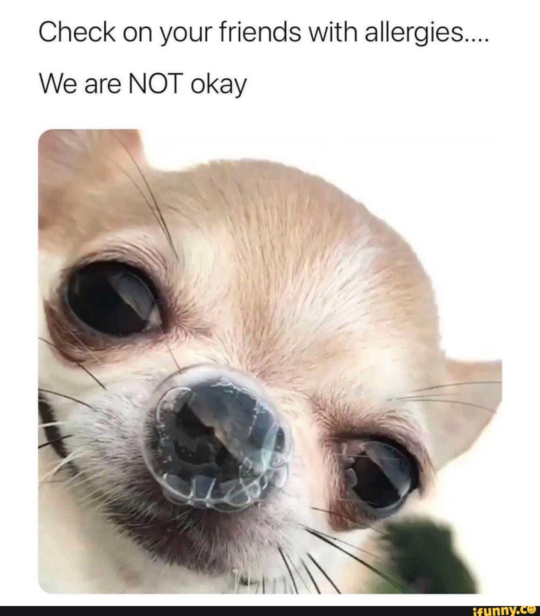 Not Okay Meme