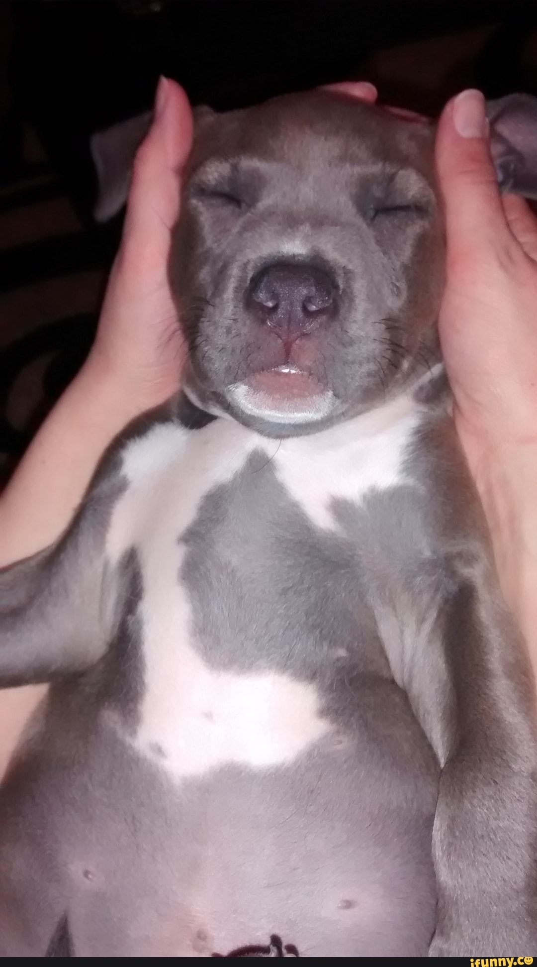 Babyhippo memes. Best Collection of funny Babyhippo pictures on iFunny