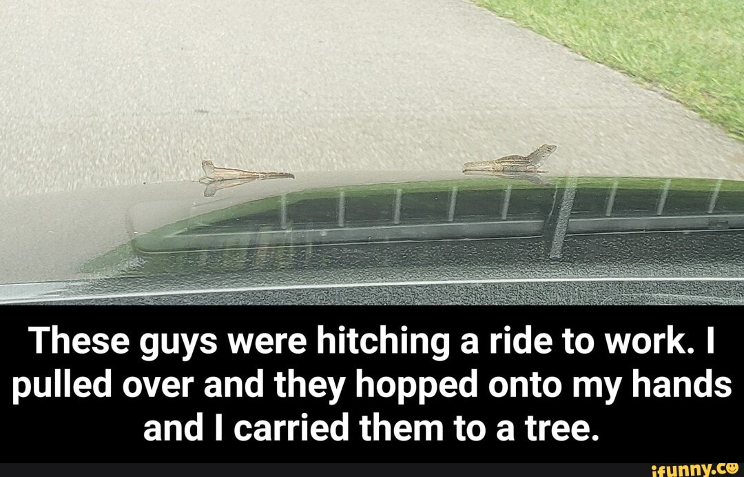 These guys were hitching a ride to work. I pulled over and they hopped ...