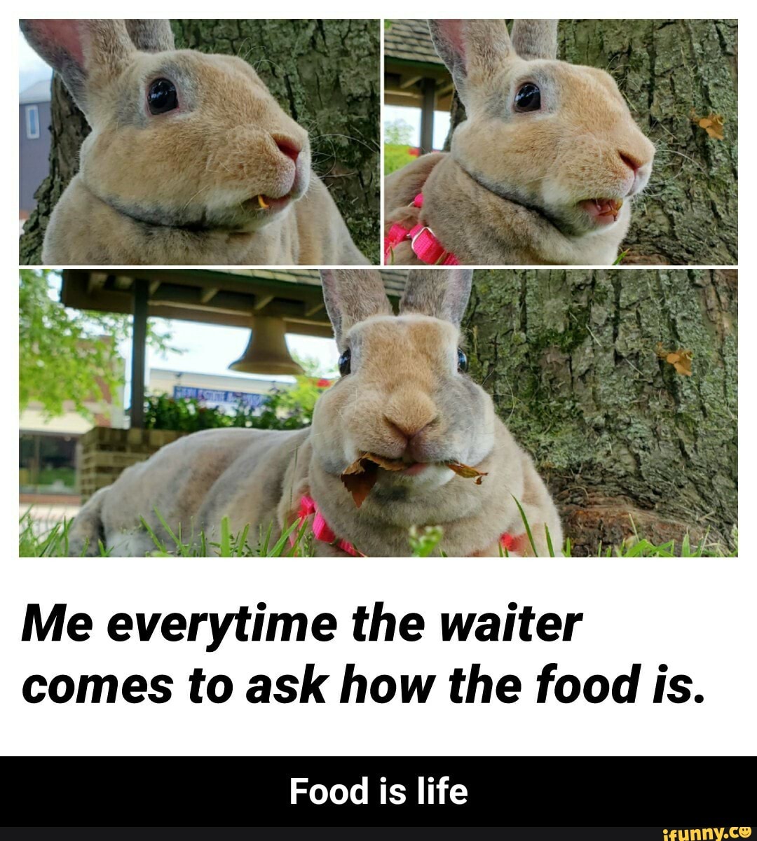 Funny Bunny Memes