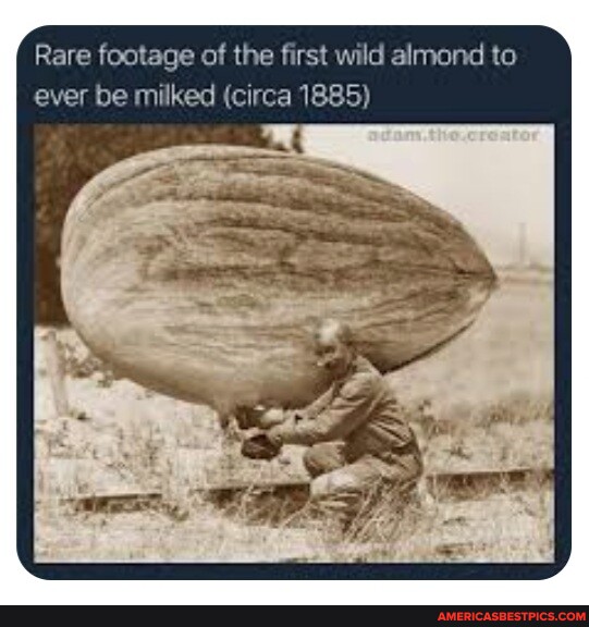 Rare footage of the first wild almond to ever be milked (circa 1885 ...