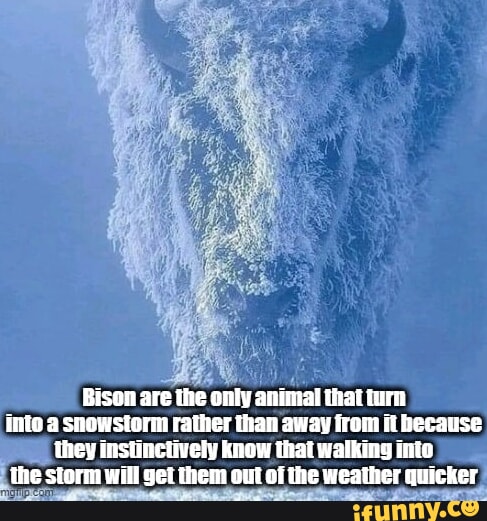 Video memes pwXJWEz7B by KingGoldRoger: 3 comments - iFunny