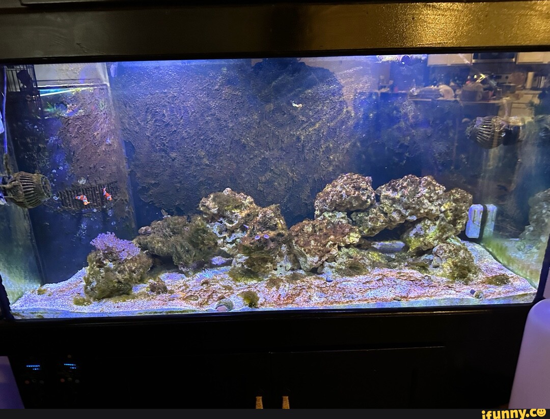 Saltwateraquarium memes. Best Collection of funny Saltwateraquarium ...