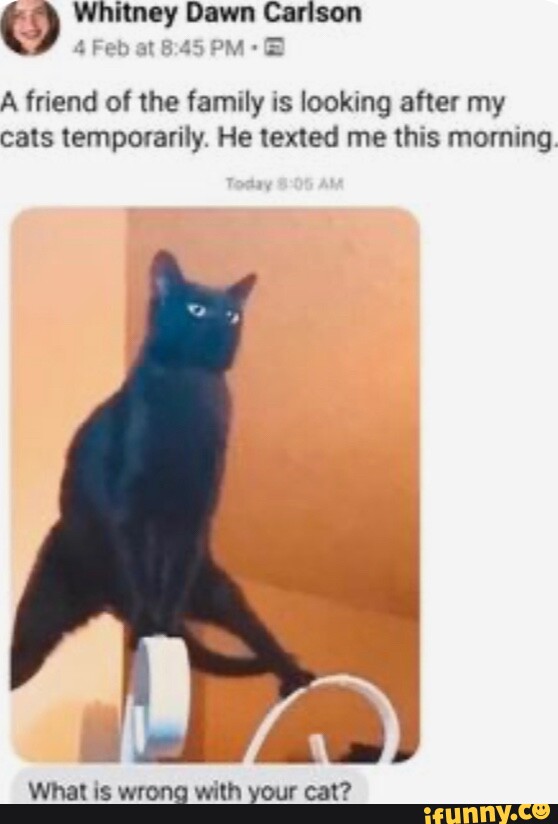 ) Whitney Dawn Carison A friend of the family is looking after my cats ...